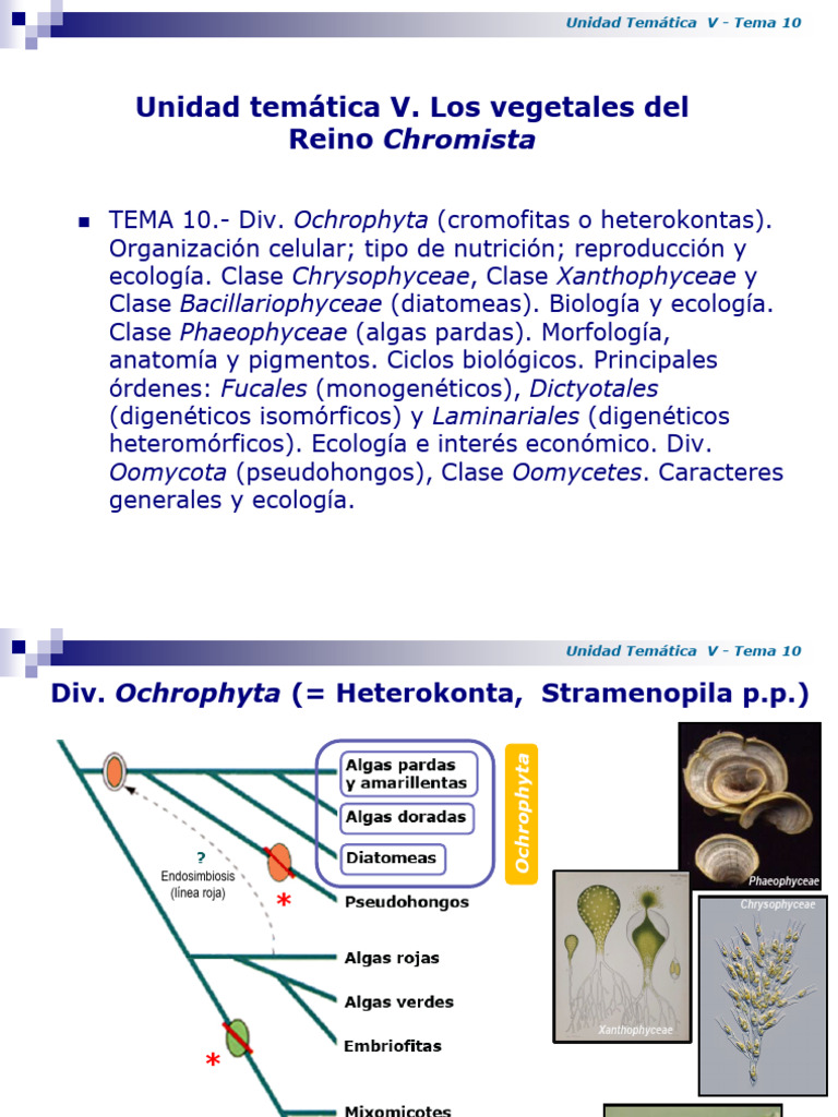 Botánica-T10. Chromista - Ochrophyta | PDF | Eucariotas | Biología