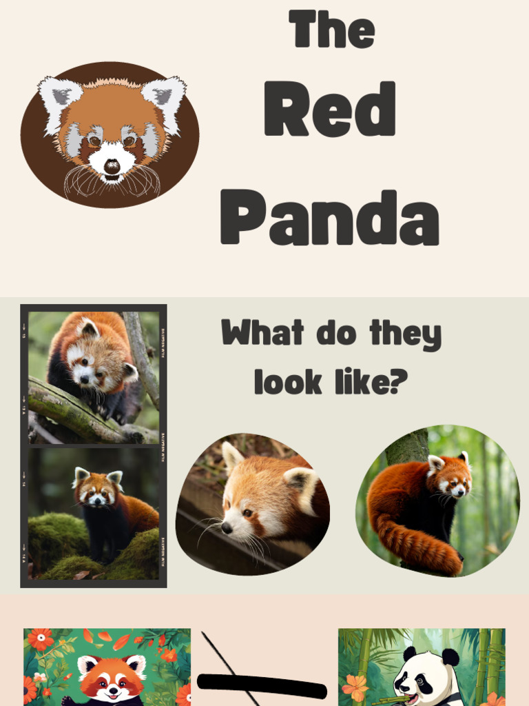 The Red Panda | PDF