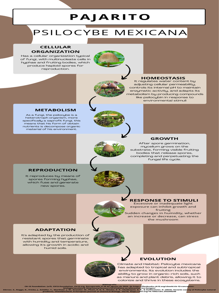 Pajarito | PDF | Fungus | Spore