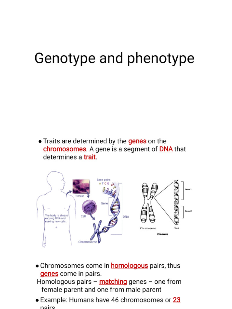 Genotype and Phenotype Lect 4 | PDF