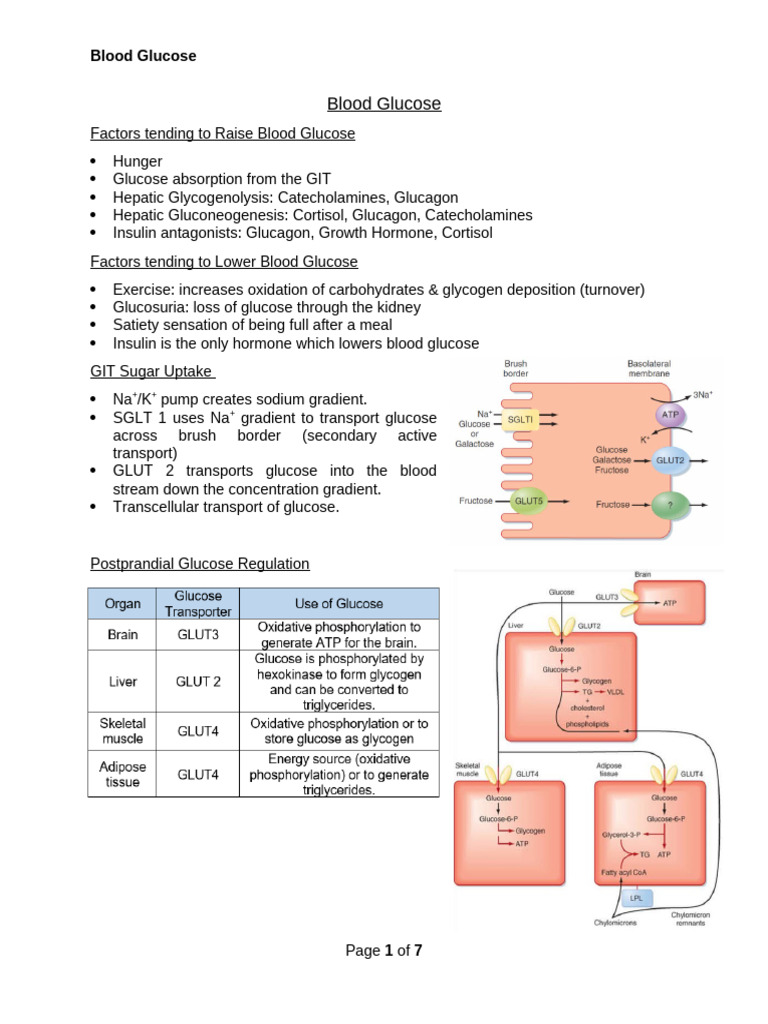 Blood Glucose | PDF | Glucose | Cortisol