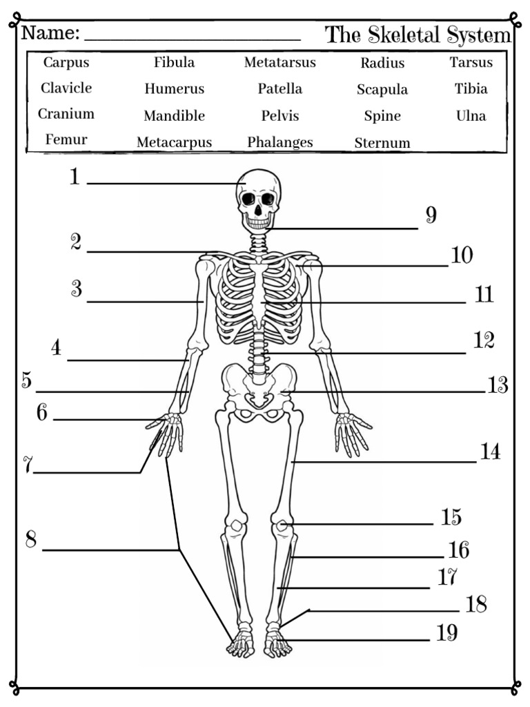 SkeletalSystemLabelingActivityQuiz-1 | PDF