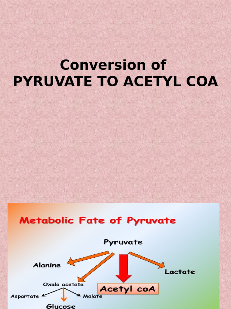7-Pyruvate To Acetyl Coa-26!07!2024 | PDF