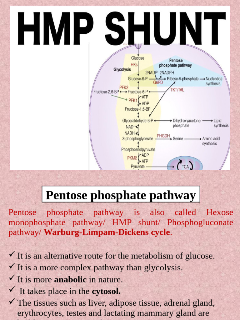 9-HMP Shunt-02-08-2024 | PDF | Nicotinamide Adenine Dinucleotide ...