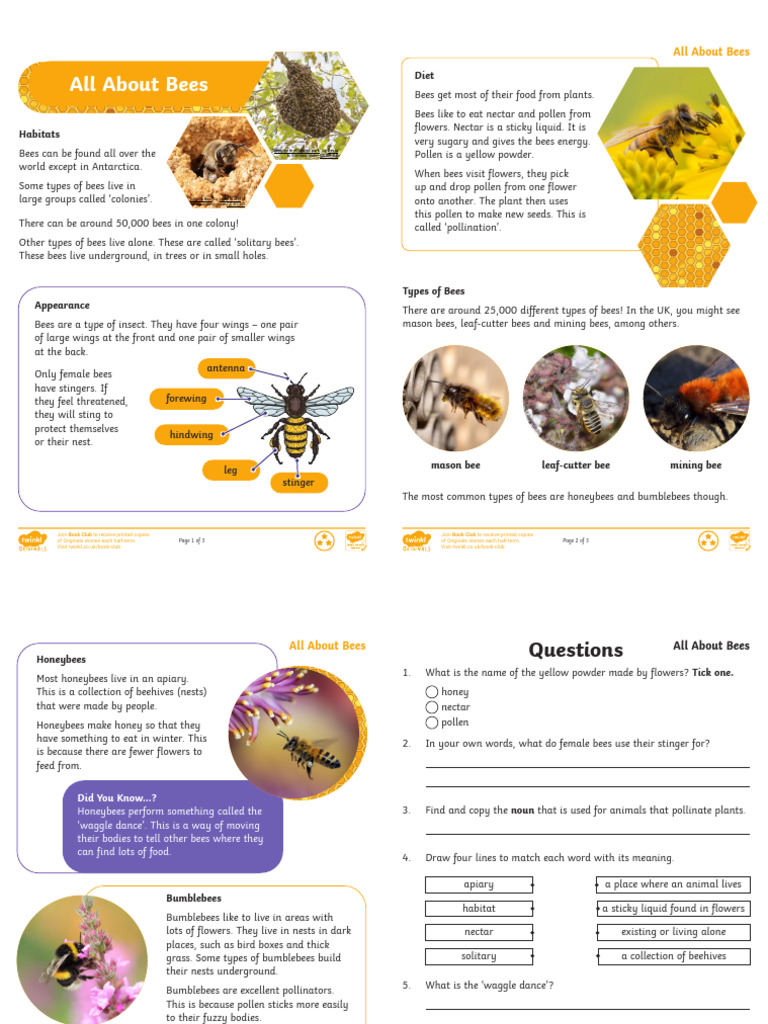 Bees - Reading Comprehension | PDF | Bees | Honey Bee