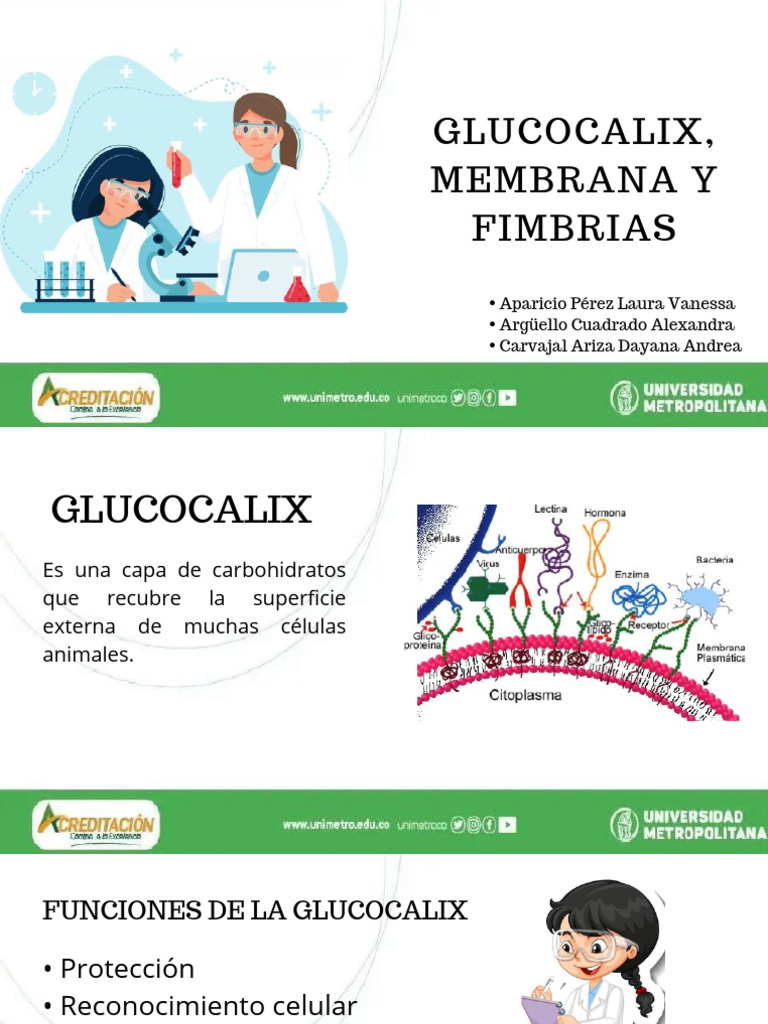 Glucocalix, Membrana y Finbias | PDF