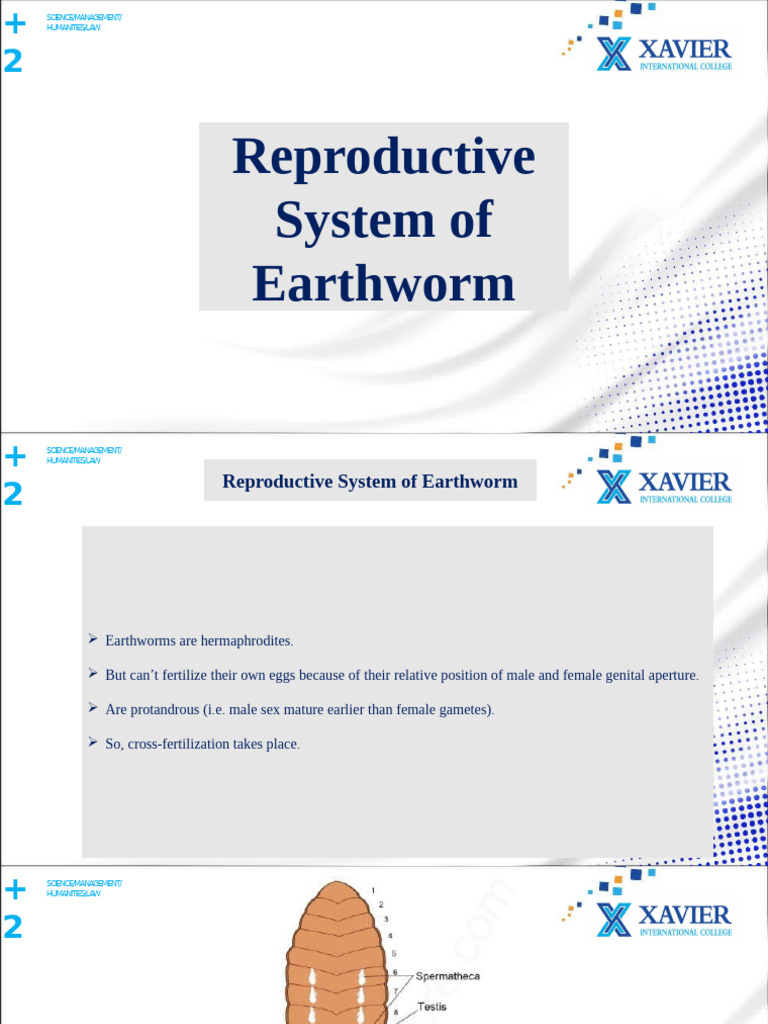 Reproductive System of Earthworm | PDF | Testicle | Reproductive System