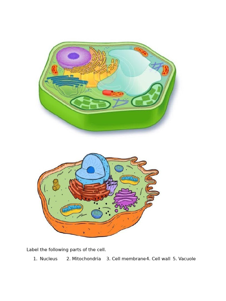 Cell Diagrams | PDF