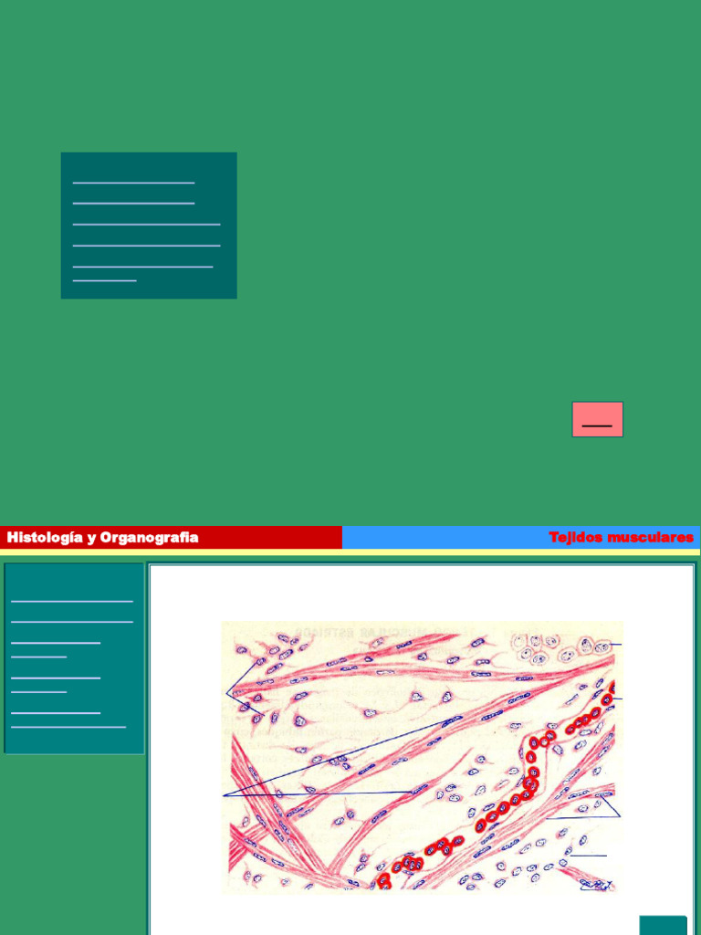 Teixits Musculars | PDF | Músculo | Anatomía