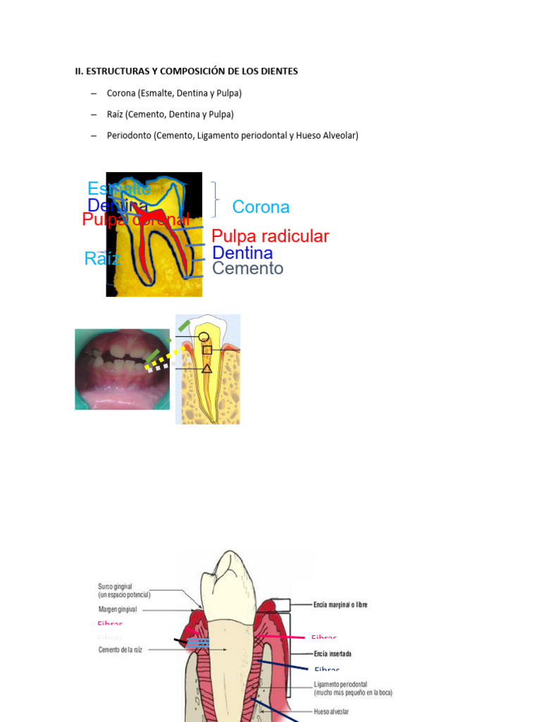 Cap 2. Estructura y Composición de Los Dientes | PDF | Esmalte de ...