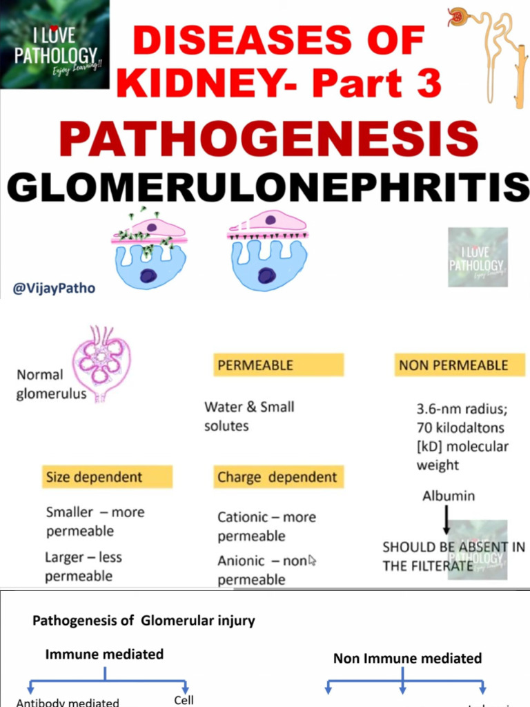 Pathogenesis Glomerulonephritis | PDF | Inflammation | Complement System