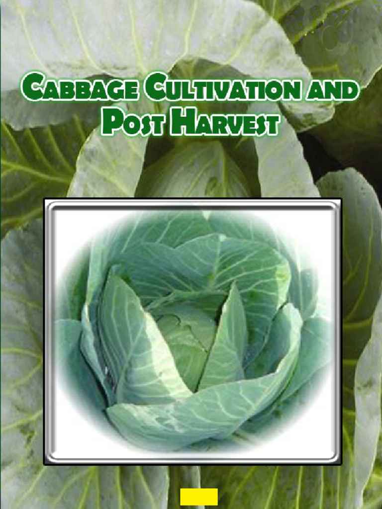 Cabbage (4) | PDF | Cabbage | Pest (Organism)