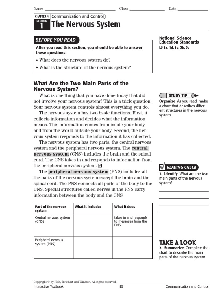 Kami Export - Interactive Textbook Nervous System | PDF | Nerve ...
