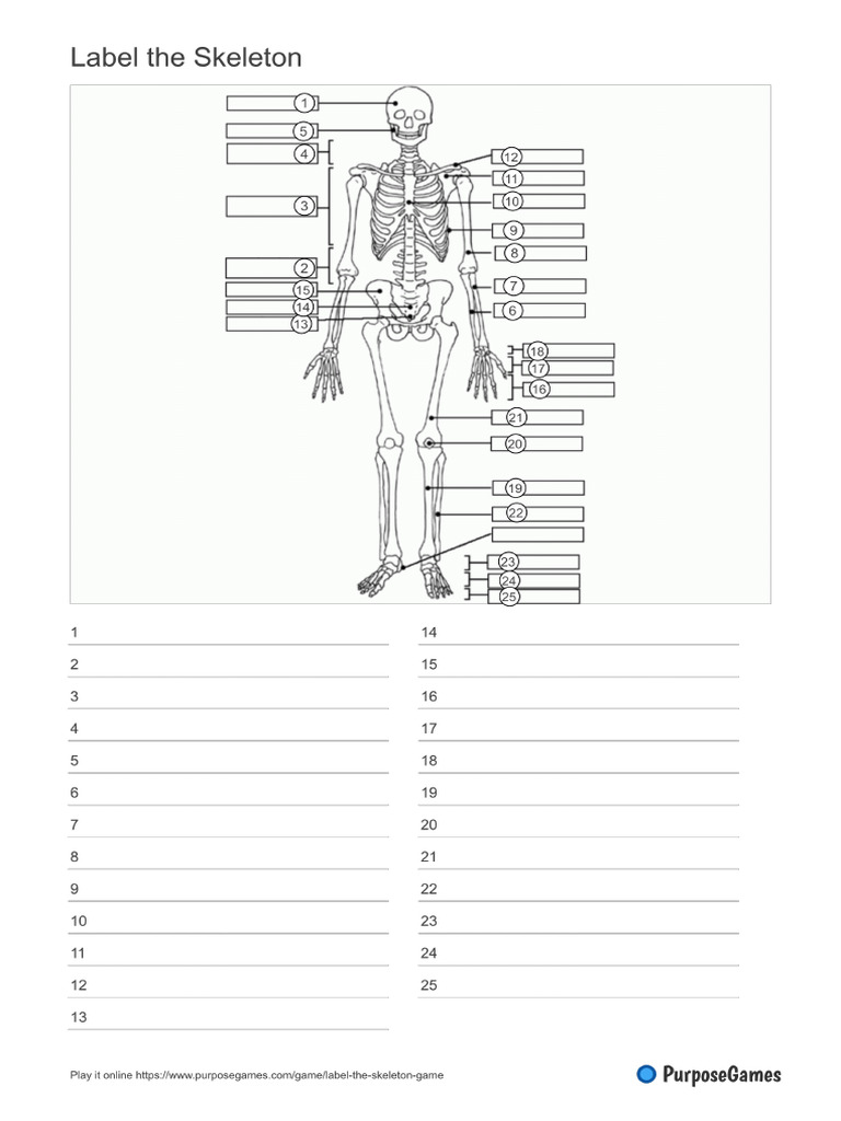 Skeleton | PDF