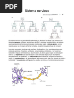 Anatomía del Tectum y Tegmentum | PDF | Anatomía | Cerebro