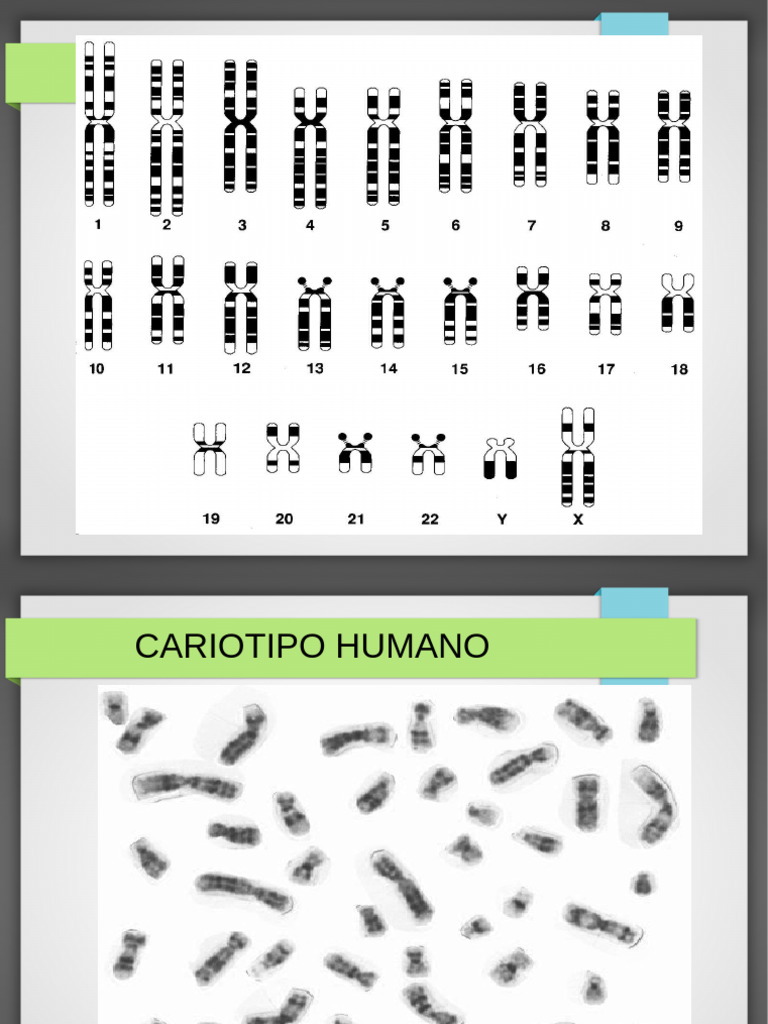 Cariotipo Humano | PDF