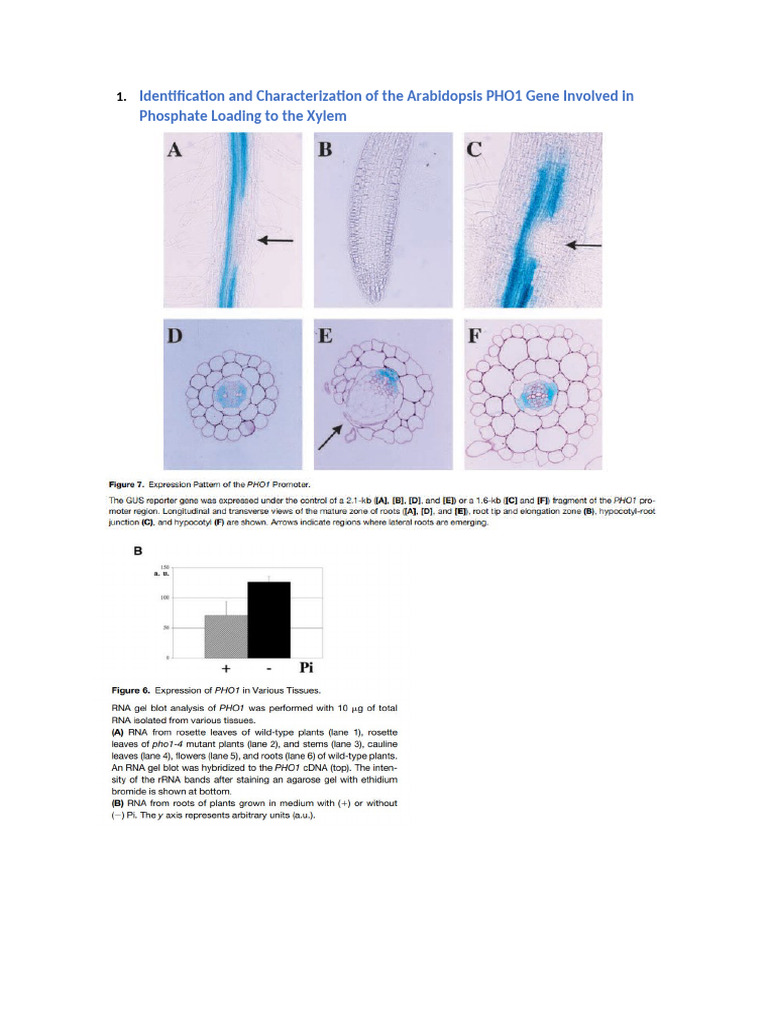 Phosphate Transporter in Arabidopsis | PDF | Root | Arabidopsis Thaliana