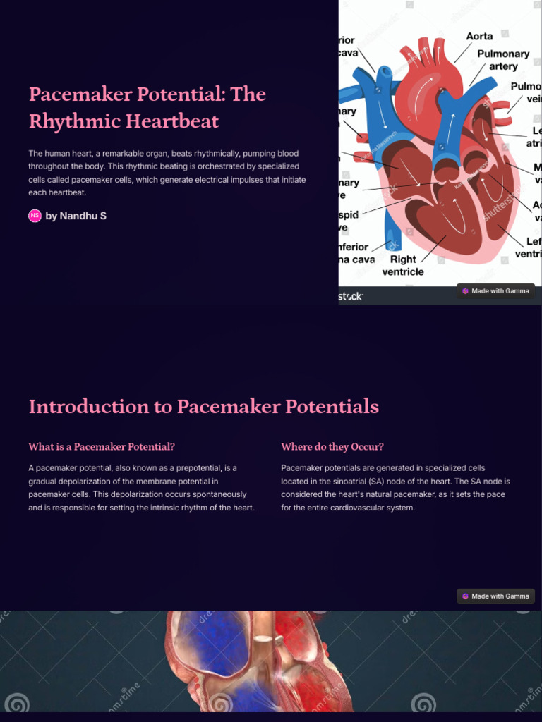 Pacemaker Potential The Rhythmic Heartbeat | PDF | Depolarization | Action Potential