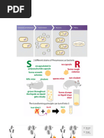 DH5α Competent Cells Transformation Guide | PDF | Transformation ...