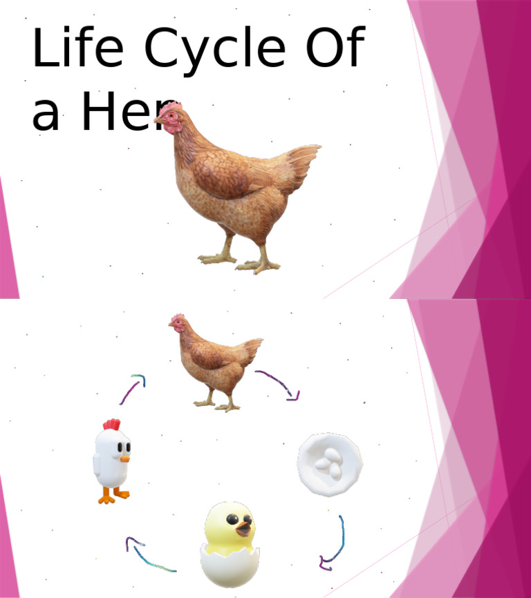 Life Cycle of A Hen | PDF