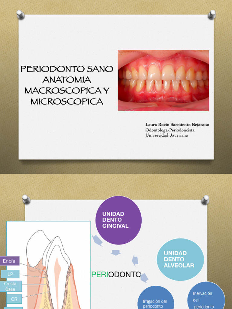 Periodonto Sano | PDF | Anatomía | Histología