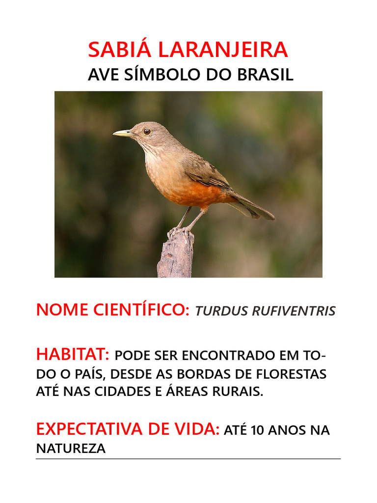 Sabiá Laranjeira: Ave Símbolo do Brasil | PDF