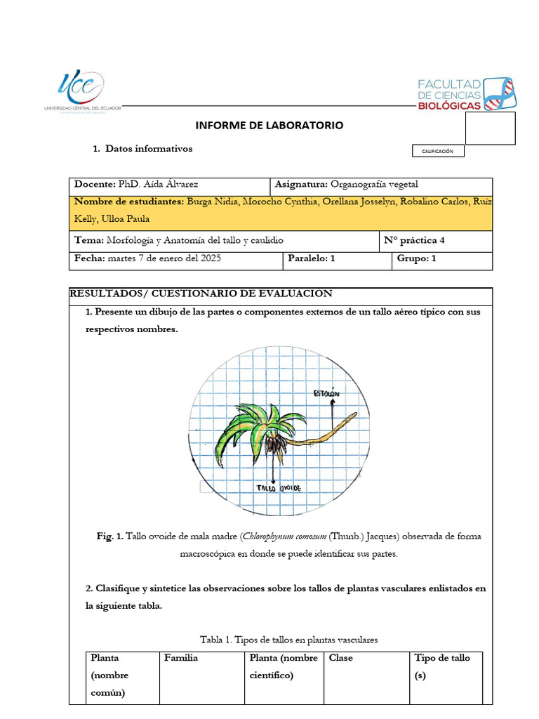 Morfología y Anatomía de Tallos Vegetales | PDF | Tallo de la planta ...