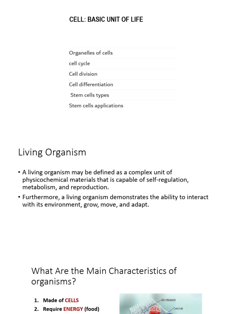 Cell Biology Essentials | PDF | Endoplasmic Reticulum | Mitosis