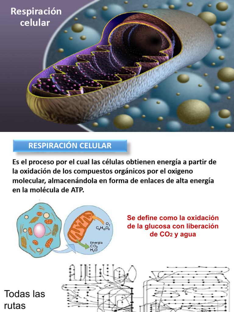 Respiración Celular | PDF | Respiración celular | Trifosfato de adenosina