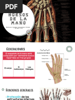 Anatomía de las Falanges en Veterinaria | PDF | Sistema esquelético ...