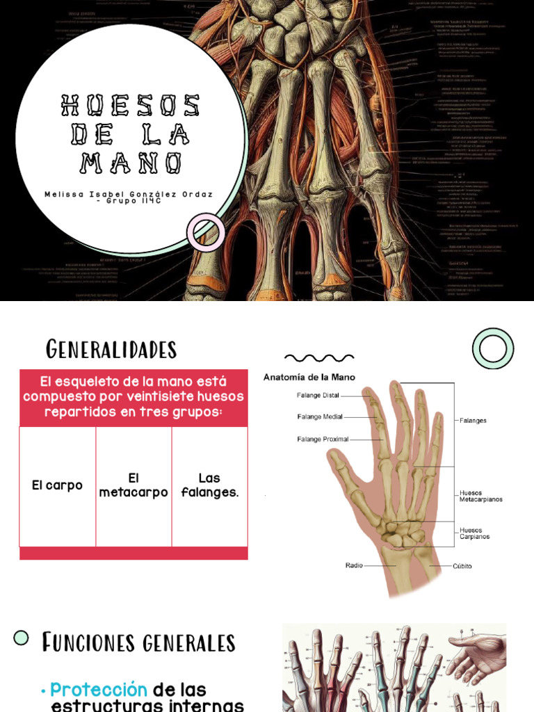 Huesos de la Mano: Estructura y Funciones | PDF | Mano | Sistema ...