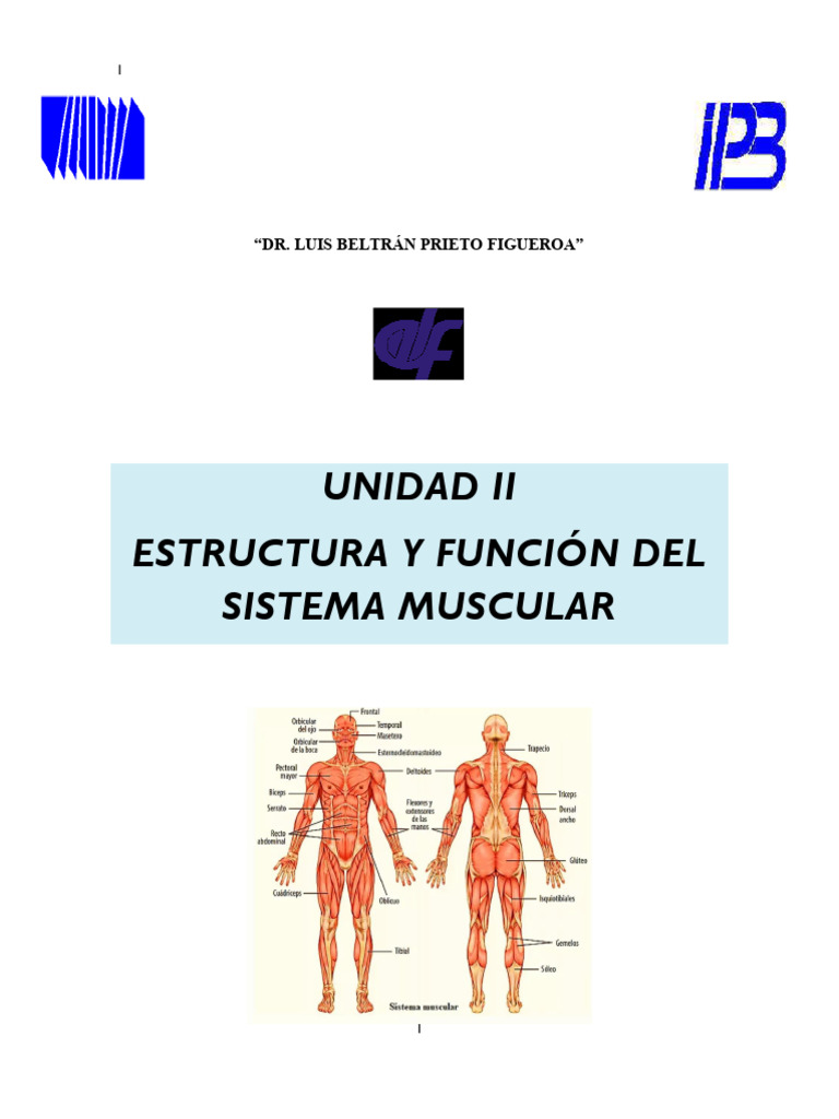 Estructura y Función del Sistema Muscular | PDF | Músculo | Contracción ...
