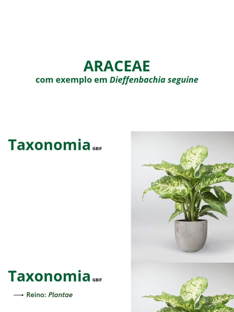 Taxonomia e Características da Araceae | PDF | Botânica | Plantas