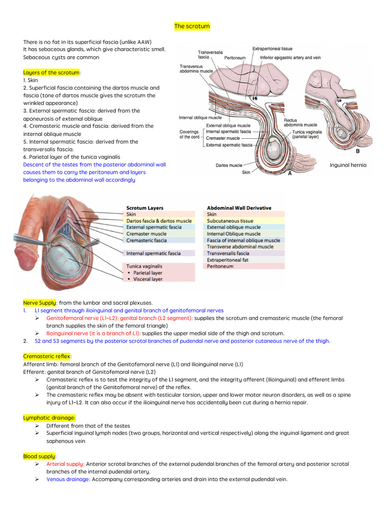 Prostate Anatomy (Farah Soukieh) | PDF | Prostate | Testicle
