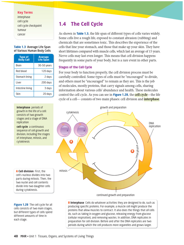 ONS10 Se Ch01 Sec1 4 Page40to45 | PDF | Cell Cycle | Cell Growth