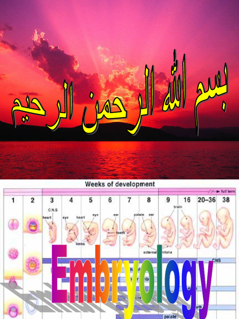 Facial Embryology: Development Stages | PDF