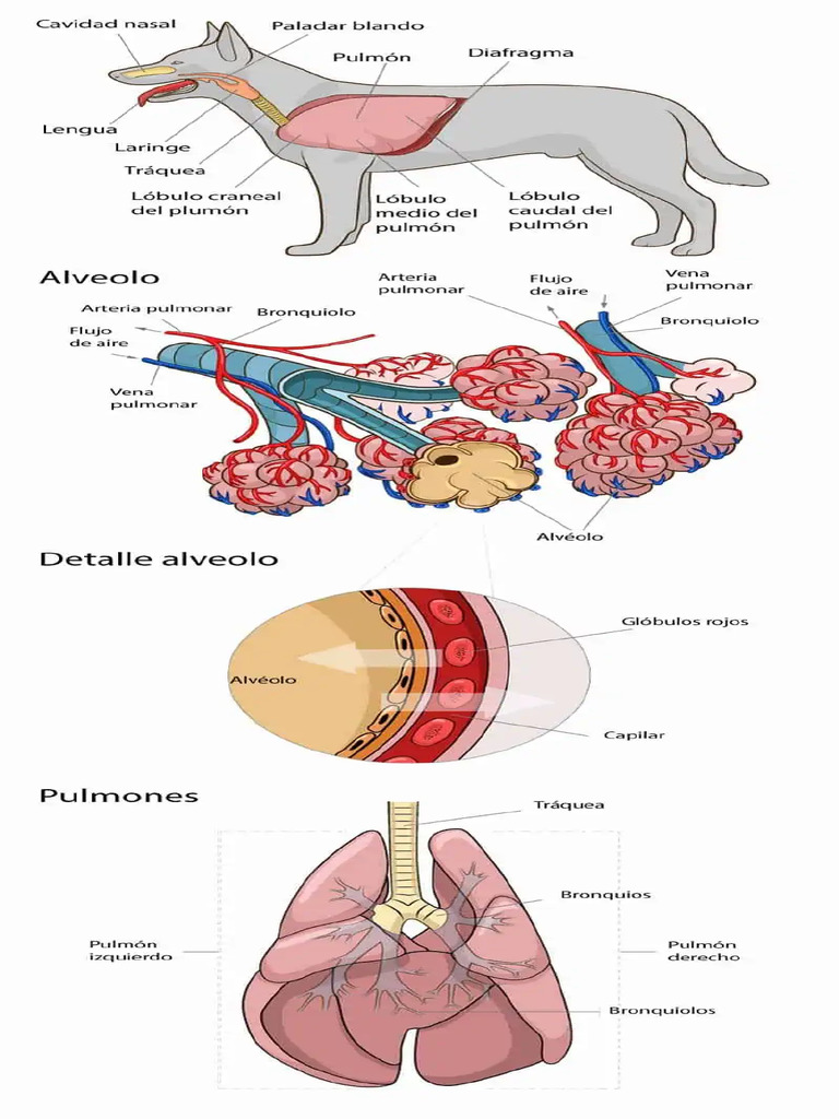 sistema-respiratorio-de-los-perros | PDF