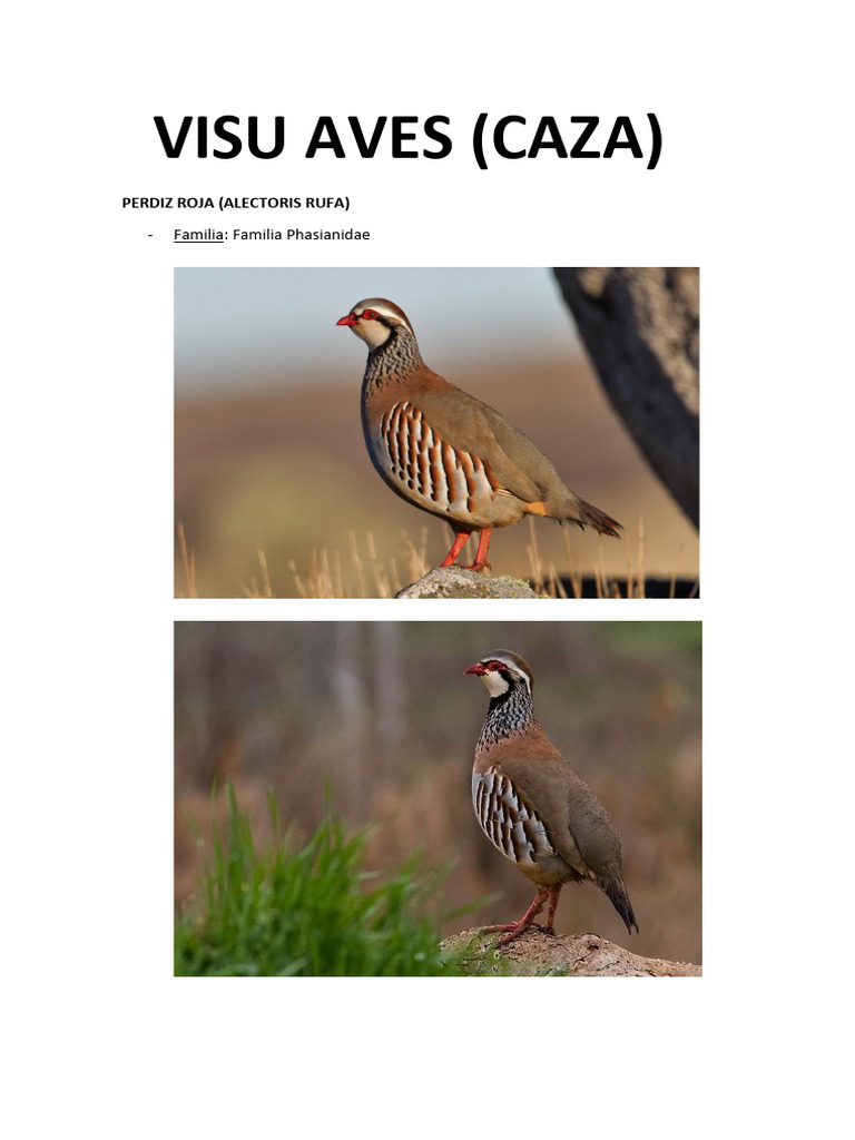 Visu Aves | PDF | Ornitología | Game Birds