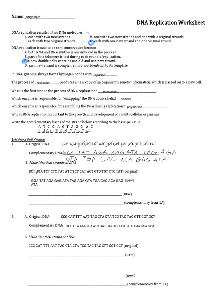DNA Replication Worksheet | PDF | Dna Replication | Dna