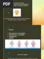 Marcha en Tijera y de Trendelenburg | PDF | Pelvis | Especialidades Medicas