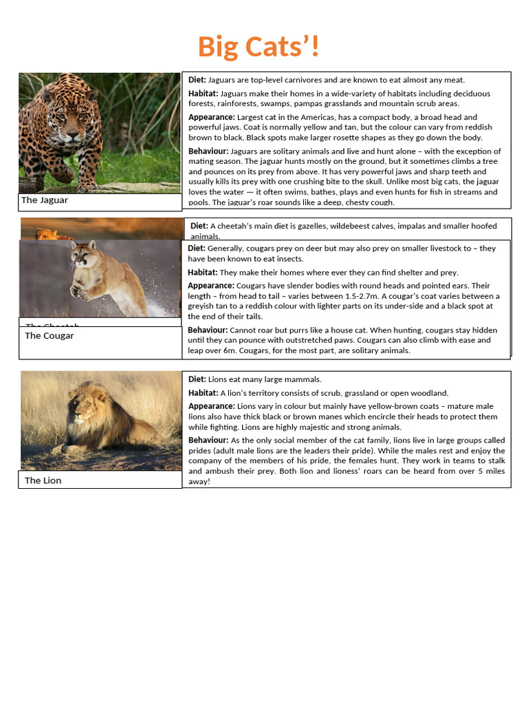 Big Cats | PDF | Lion | Jaguar
