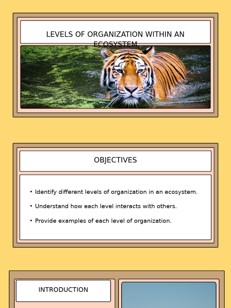 Levels of Organization | PDF | Ecosystem | Natural Environment