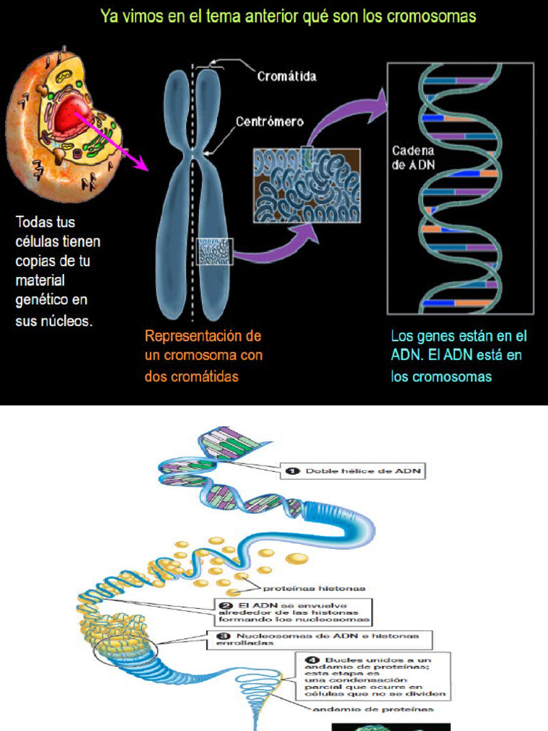 Anomalias Cromosomicas | PDF