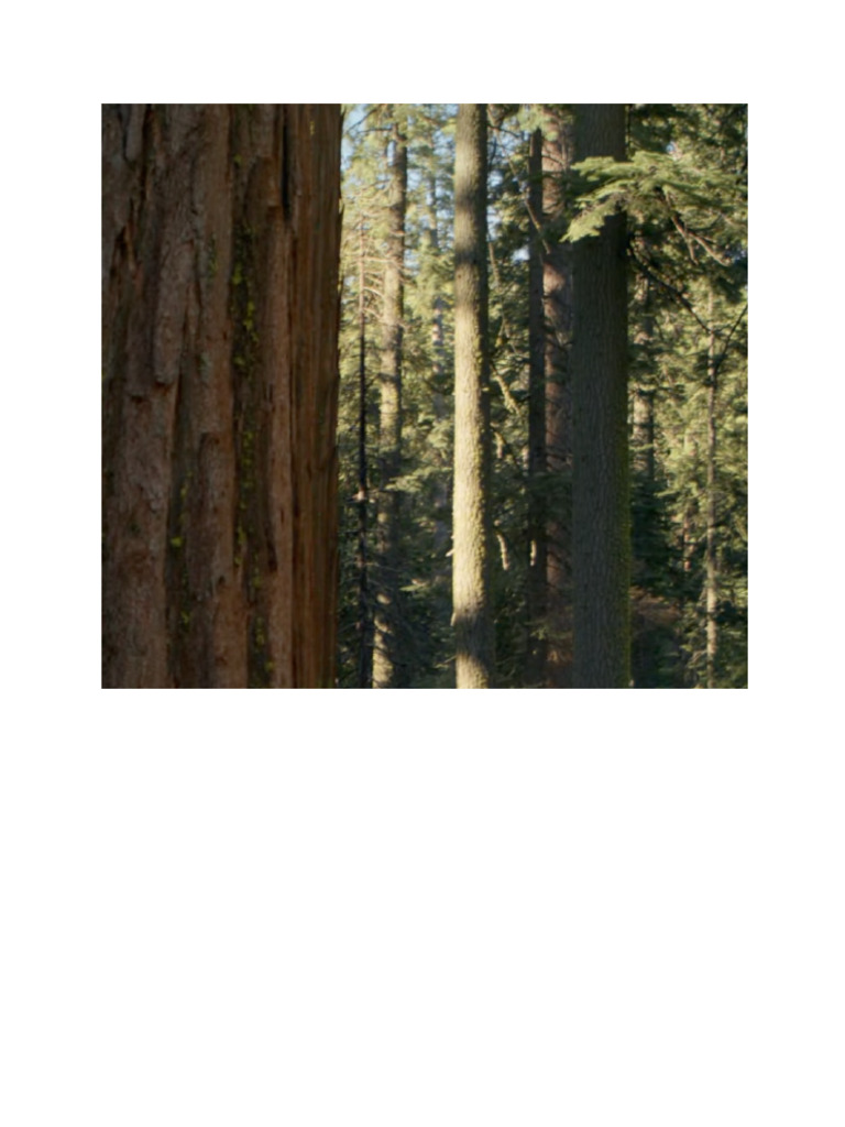 Trees in The Apple Forest | PDF