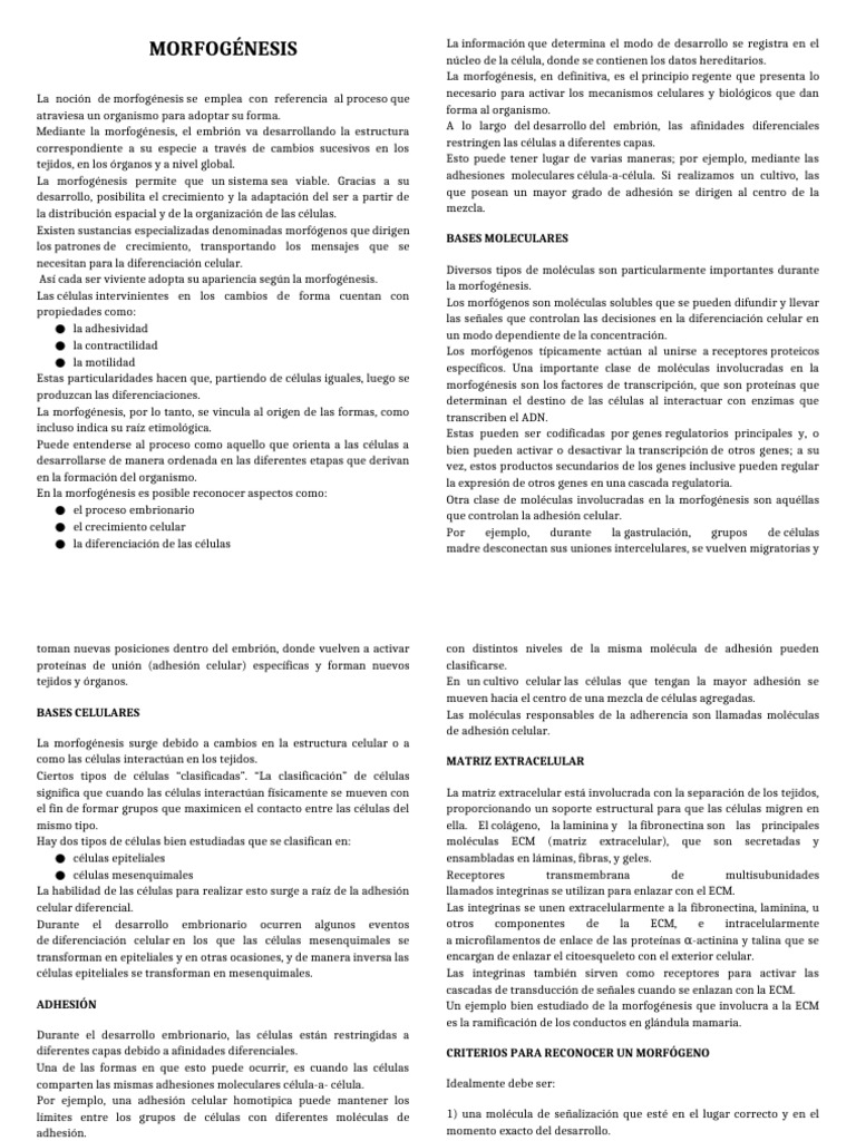 Qué es la morfogénesis | PDF | Morfogénesis | Adhesión celular