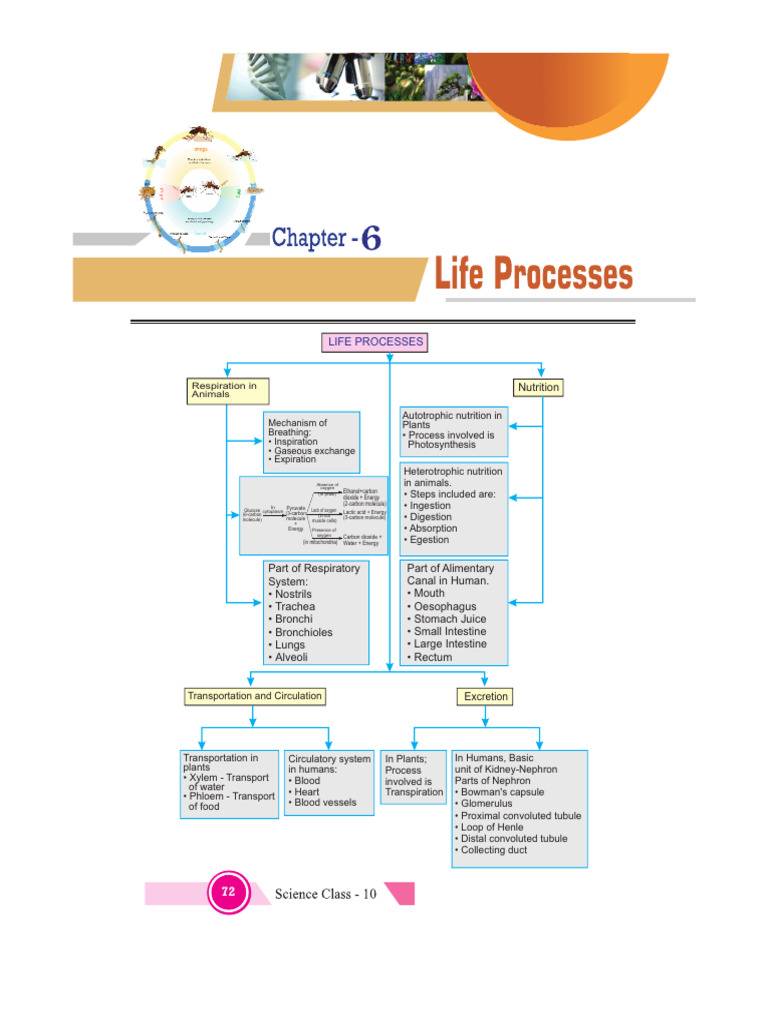 Ch-5 Life Processes Class 10 Science | PDF | Digestion | Heart