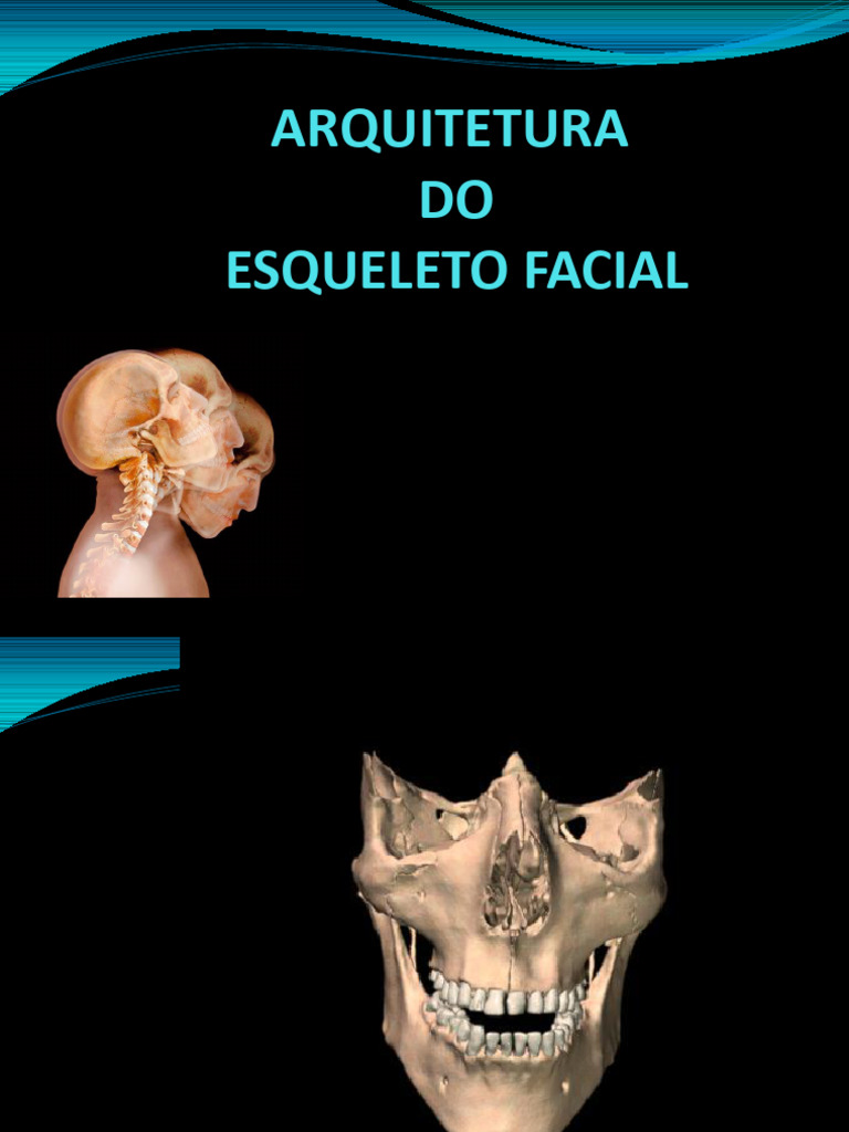 ESQUELETO+FIXO+DA+FACE | PDF | Anatomia dos primatas | Cabeça e pescoço ...