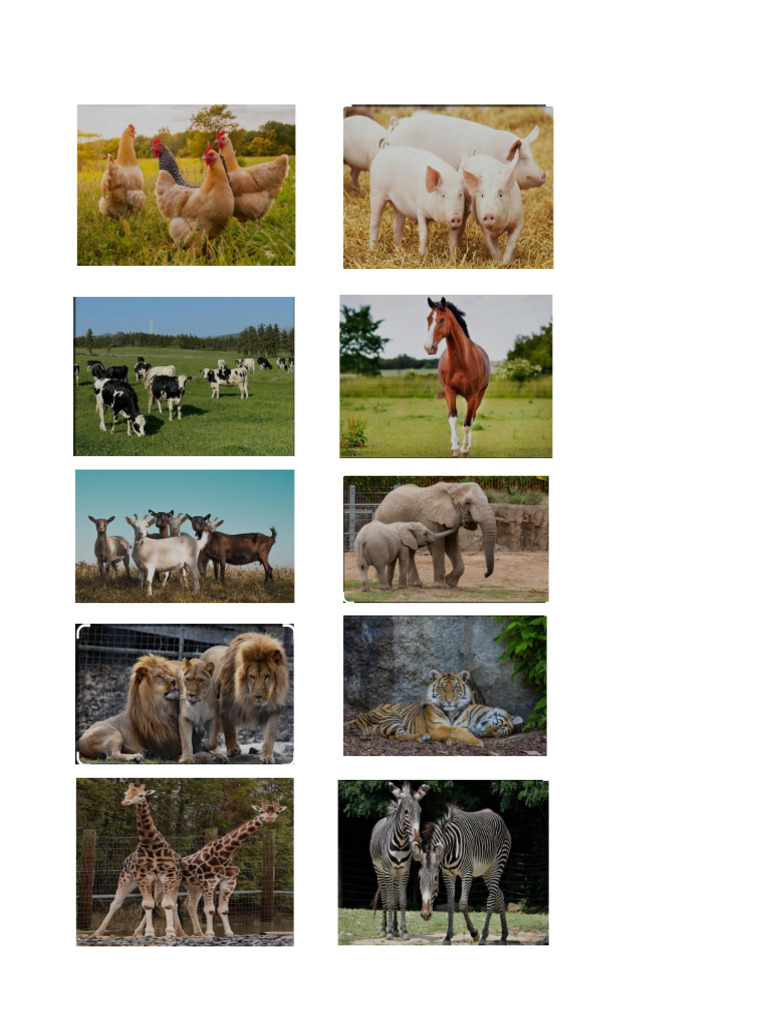5 farm animals & 5 zoo animals | PDF