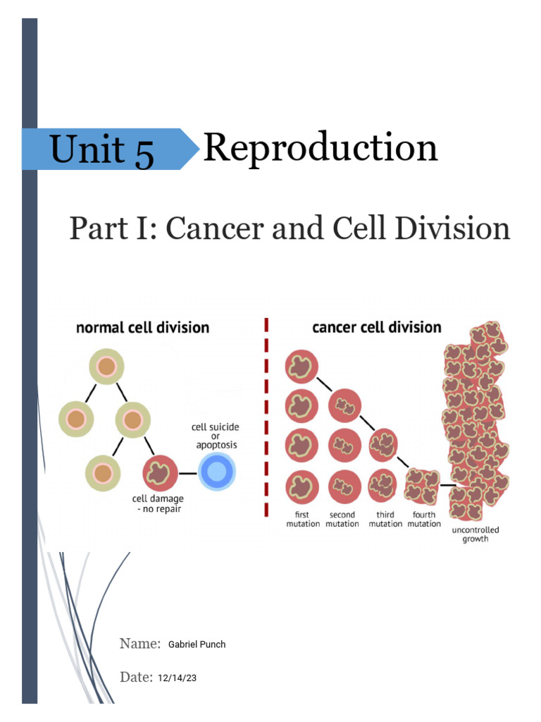 Kami Export - Gabriel Pucha - Copy of Guided Notes 2023 Cell Cycle ...