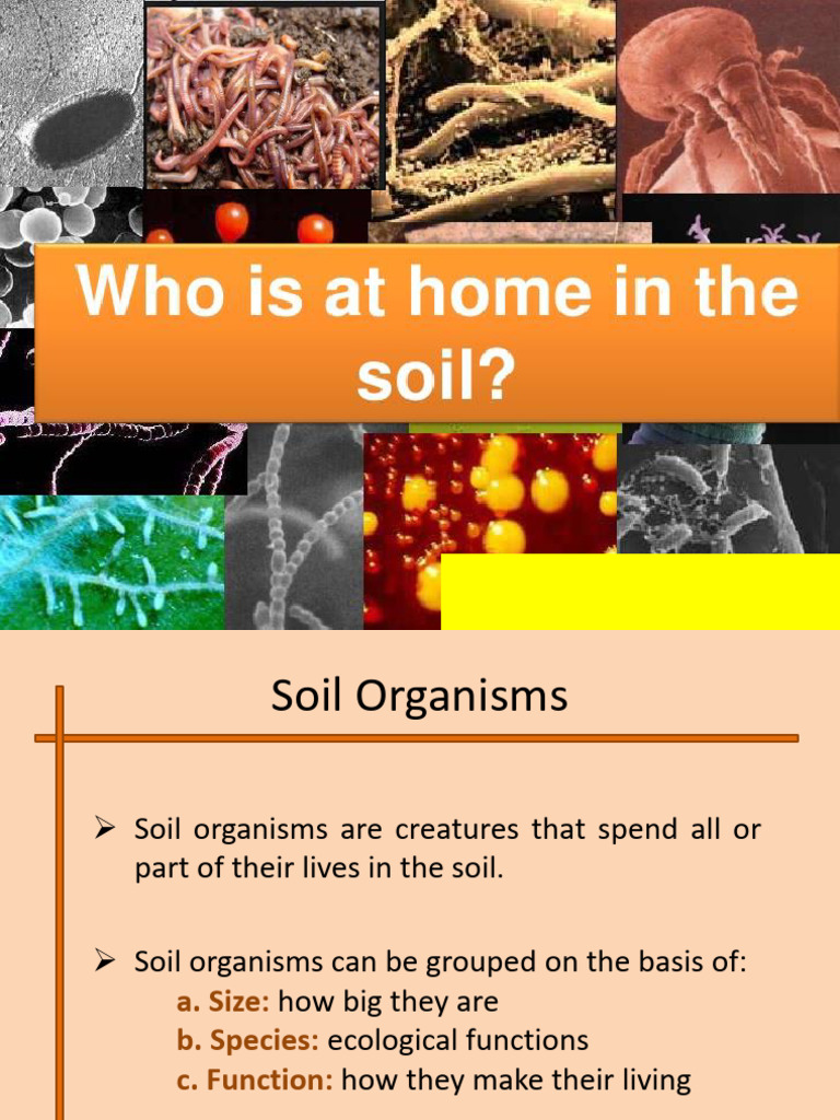 Colloqium - Biological Properties of Soil | PDF | Soil | Decomposition